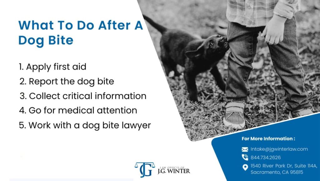 What To Do After A Dog Bite: Essential Legal Guide
